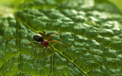 Ядовитый паук укусил жителя Воронежской области Обозреватель Врн