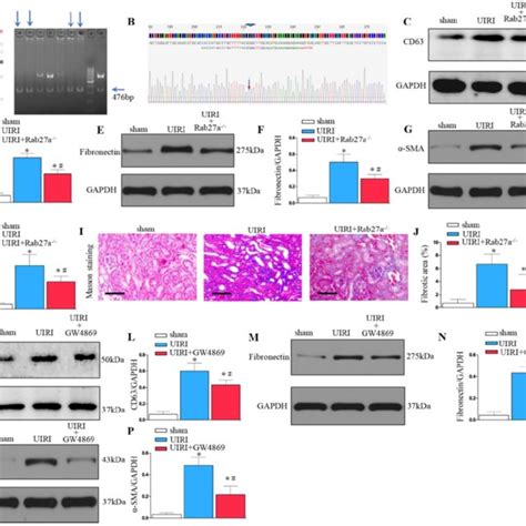 Inhibition Of Exosome Secretion By Rab27a Knockout And Inhibitor Gw4869