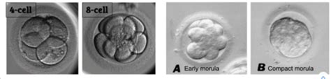 Early Embryo Development Flashcards Quizlet