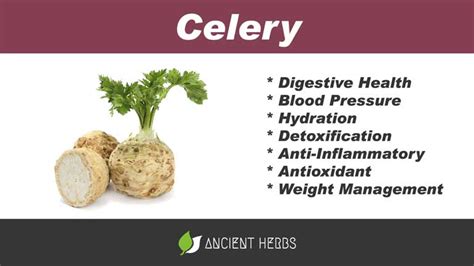 Celery Benefits Uses Dosage And Side Effects