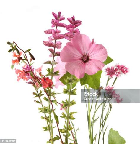 분홍색 정원 꽃 장미 멜로우 현자 및 옥수수 꽃은 흰색 배경에 고립되어 있습니다 0명에 대한 스톡 사진 및 기타 이미지 0명 개체 그룹 개화기 Istock