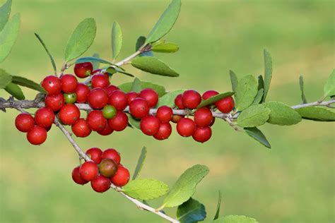 Yaupon Holly Ujamaa Seeds