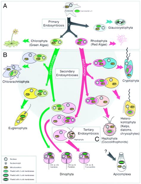 2 Hypothetical Pathway Of Plastid Inheritance In Eukaryotic