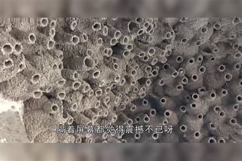 黑熊为了一口吃的竟直接爬上高压电线网友胆子太大了 高压 电线 黑熊