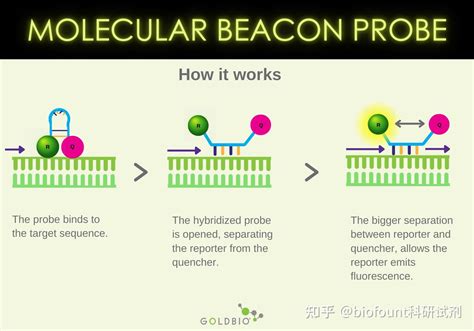 不同种类的pcr探针如何工作 分子信标探针 知乎
