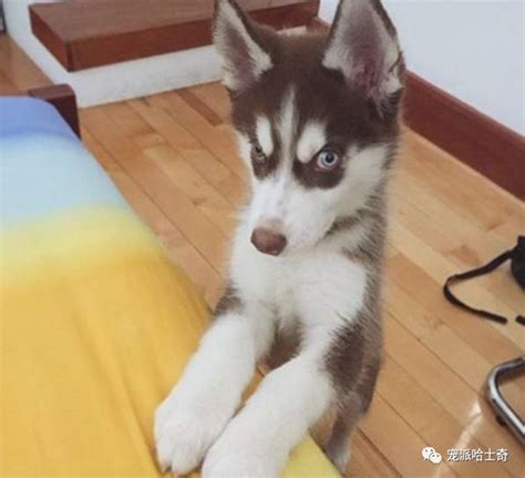 哈士奇丢了千万别去找 新手养哈士奇注意事项 哈士奇2 8个月成长图 第5页 大山谷图库