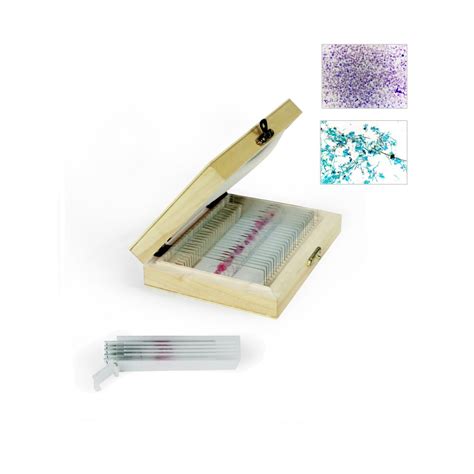 Protists Prepared Slides Prepared Slides Slides Microscopy Protists Prepared Slides Prepared Slides Slides Microscopy