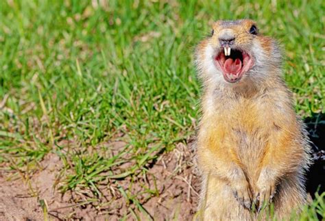 Effective Methods For Getting Rid Of Gophers Ope Reviews