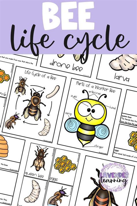 Life Cycle Of A Bee Activities Worksheets Booklet Bee Life Cycle
