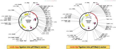 Engineering And Design Of Promising T Cell Based Multi Epitope Vaccine Candidates Against