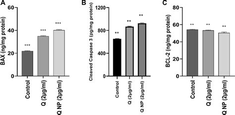 At A Dosage Of 2 µg Ml Quercetin And Quercetin Loaded Np Increased Download Scientific Diagram