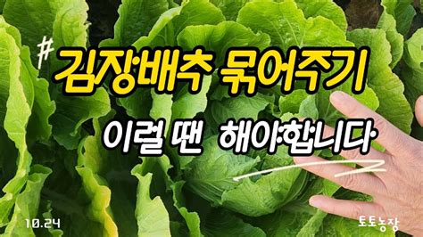 김장배추 묶어주기 이럴 땐 해야합니다 김장배추 유기농 결구늦은배추 Youtube