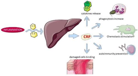 C Reactive Protein Bioguardlabs