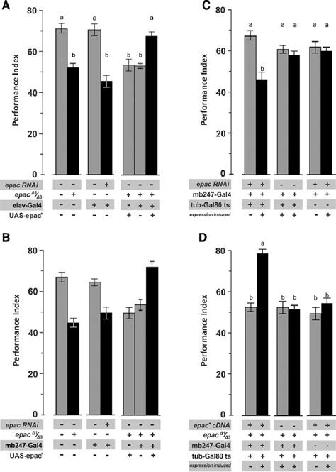 Epac Supports STM Formation At The Level Of The Mushroom Body Kenyon Download Scientific
