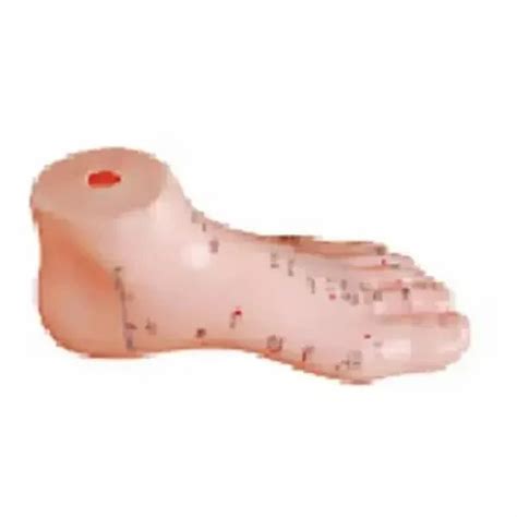 Foot Acupuncture Point Model At ₹ 9999piece Anatomical Models In