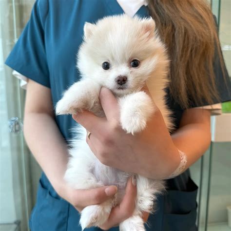 네코스토리 강아지입양 고양이입양 유기묘 유기견 길 고양이 아깽이 무료분양 무료입양 책임분양 보호 위탁 허위 X 네코스토리에서는 24 11 01 이후로 책임 비용을