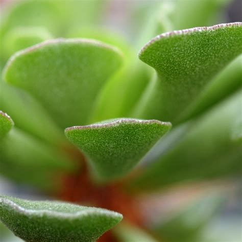 Адромискус — уход, виды, размножение | Raritet-plants