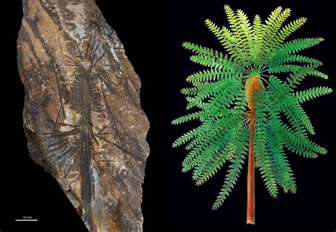 Permian Vegetation Of The Wuda Fossil Site Iugs