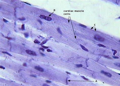 Cardiac Muscle Cells Under Microscope