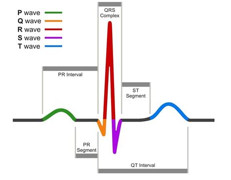Ecg Waveform Explained Pdf Ekg Labeled Diagrams Components Waves