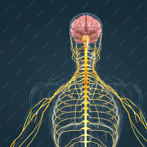 Premium Photo Central Nervous System Brain And Spinal Cord