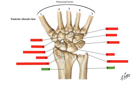 Carpal Bones Posterior Dorsal View Diagram Quizlet