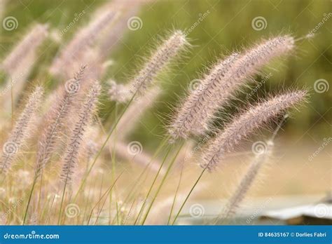 African Grass Pennisetum Stock Image Image Of Pennisetum 84635167
