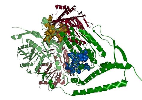 Figure S8 Overall Structure Of Human Pdh E1 Showing The Two Active