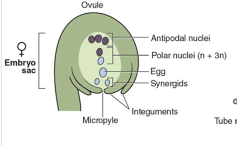 Bio 2 Lab Practical Angiosperms Flashcards Quizlet