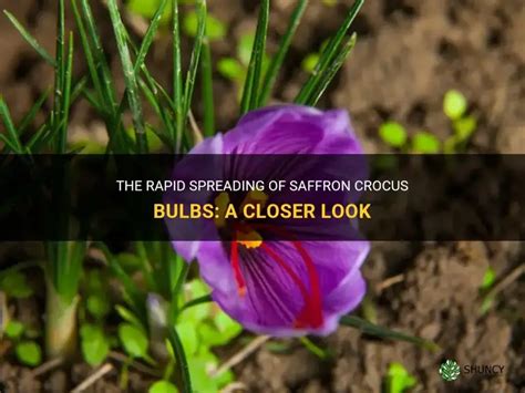 The Rapid Spreading Of Saffron Crocus Bulbs A Closer Look Shuncy