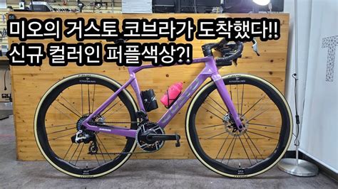 거스토 코브라 신규 컬러 퍼플색상 공개 자전거 로드바이크 로드자전거 로드추천 카본로드 카본자전거 가성비 거스토 거스토코브라 신규컬러 신규색상 강남