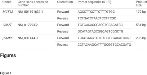 Primers Used For Gene Expression Analysis Download Scientific Diagram