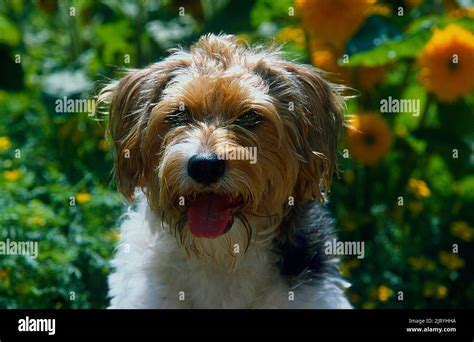 Fox Terrier Beagle Mix