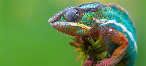 Домашние ящерицы