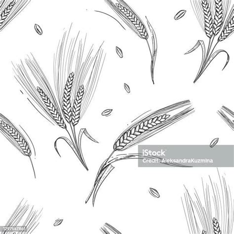호밀 귀 잎 곡물 농업의 선명한 손 그린 흑백 그림 매끄러운 패턴 스케치 벡터 그래픽 스타일 라벨 카드 스티커 메뉴 패키지의 요소 곡초류에 대한 스톡 벡터 아트 및 기타