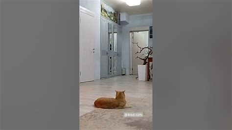 Есть польза от Пятерочки. Скрепыши-лучшая игрушка - YouTube