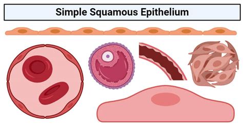 Simple Squamous Epithelium Structure Functions Examples
