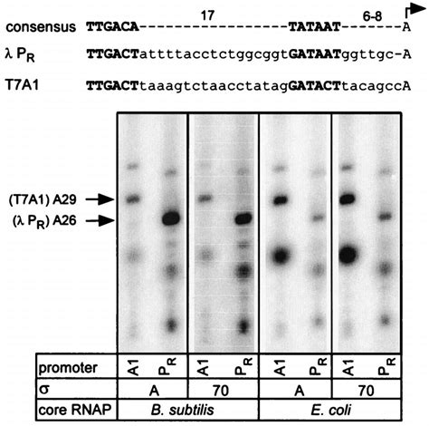 Promoter Selectivity Of The E Coli And B Subtilis Rna Polymerases