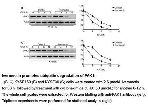 Cycloheximide Protein Synthesis Inhibitor Apexbio