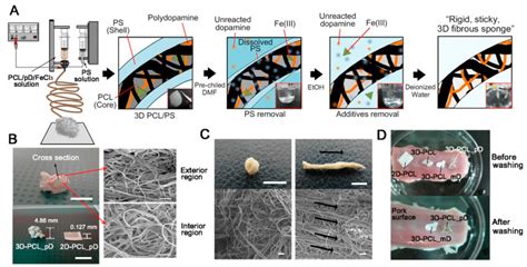 Polydopamine Applications In Biomedicine And Environmental Science Pmc