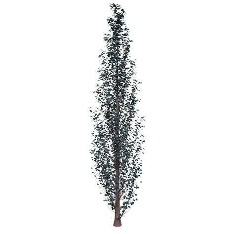 Tree Isolated On Transparent PNG