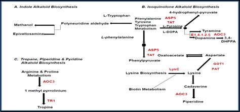 Schematic Diagram Of The Alkaloid Pathway Modified From Kegg Showing