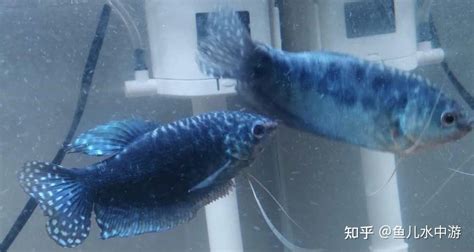 曼龙鱼饲养与繁殖 知乎