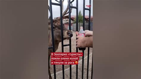 В Зоопарке туристы устроили живодёр шоу снимая всё на видео Youtube
