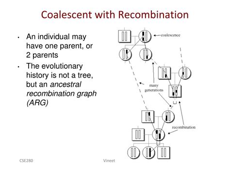 Ppt Coalescent Theory Powerpoint Presentation Free Download Id2519090
