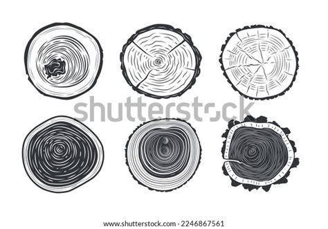 Tree Trunks Cross Sections Collection Annual Stock Illustration Shutterstock