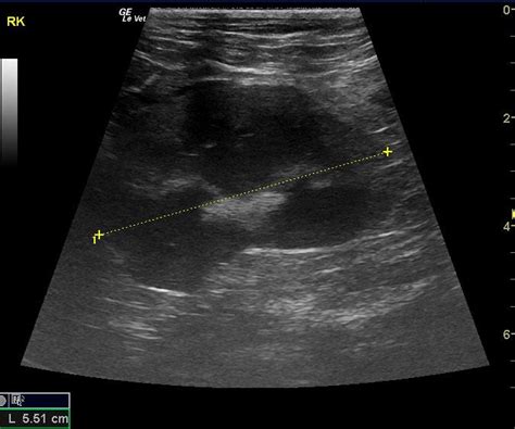 Pyelonephritis In A 10 Year Old Fs Dsh Cat Members