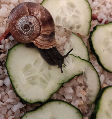 Meet Tobias My Unidentified Snail I Found In A Lettuce Bag I Always