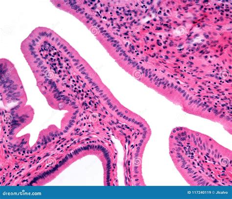 Simple Columnar Epithelium 40x