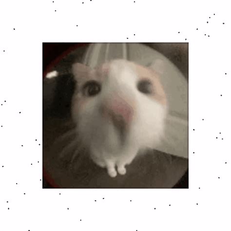 Cat Silly Sticker Cat Silly Meme Discover And Share S